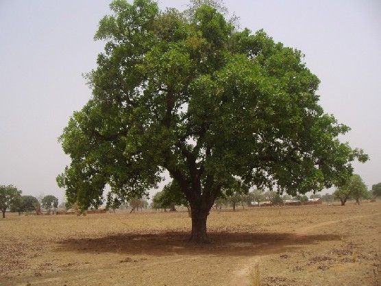 Manteca de karité - Propiedades y usos de un aceite peculiar