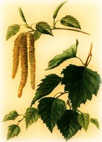 Abedul - El árbol adelgazante que ayuda a depurar