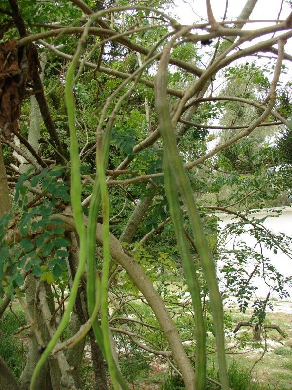 Moringa oleífera - Un árbol multivitamínico