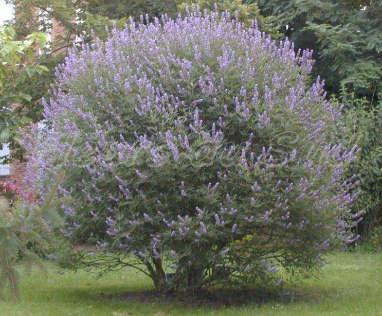 Vitex agnus castus o Sauzgatillo - Un gran aliado de las mujeres