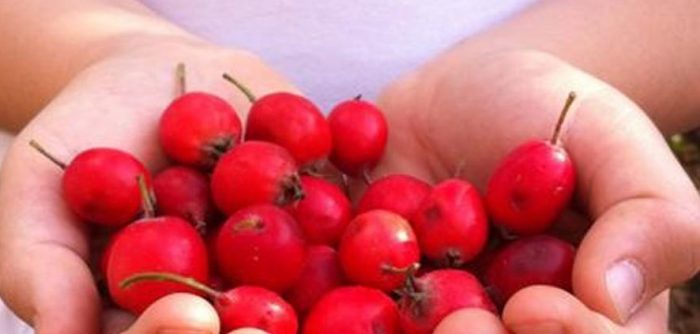 Escaramujo. Un singular fruto que se obtiene de las rosas silvestres